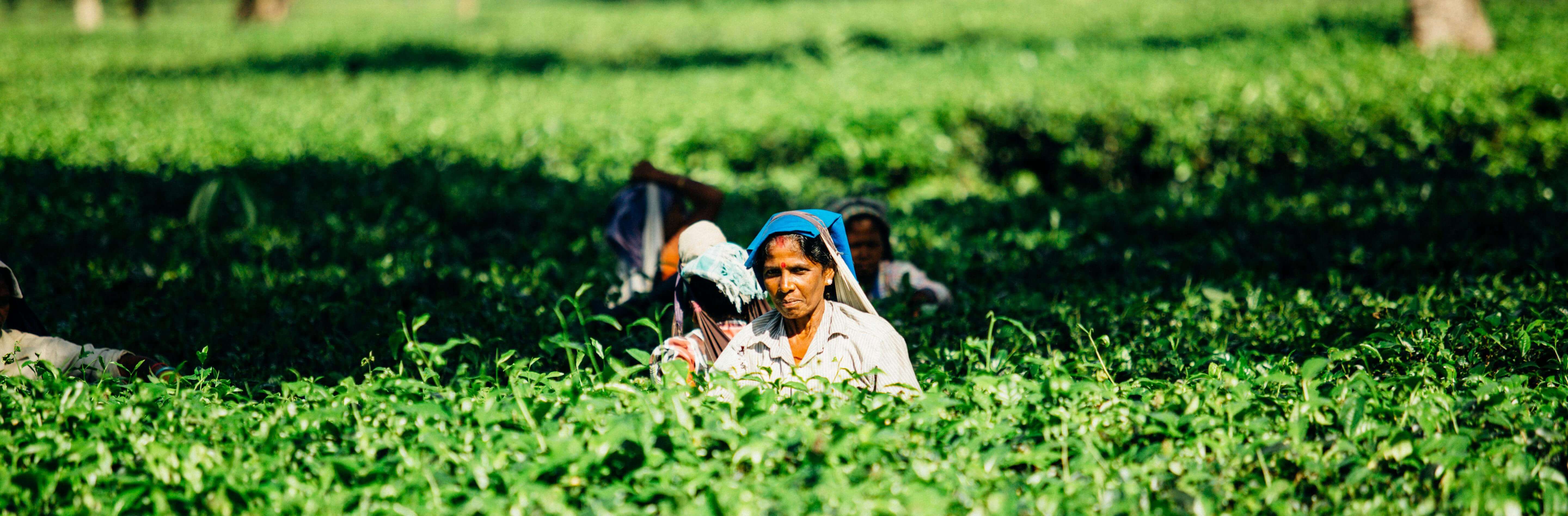 Latest Developments in Indian Agriculture - July 2024 | Farmioc